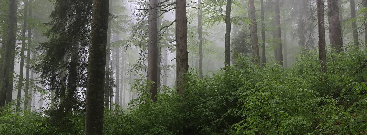 Pralesy ČR | Výzkum a monitoring přirozených lesů